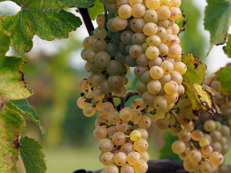 Chenin Blanc druif: smaak & aroma's | Incl 4 wijn spijs tips